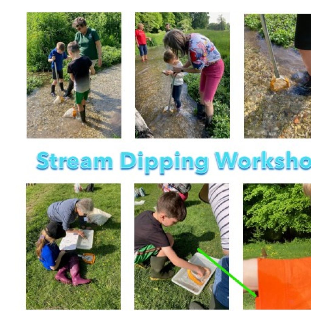 stream-dipping-montage – Friends of the Family